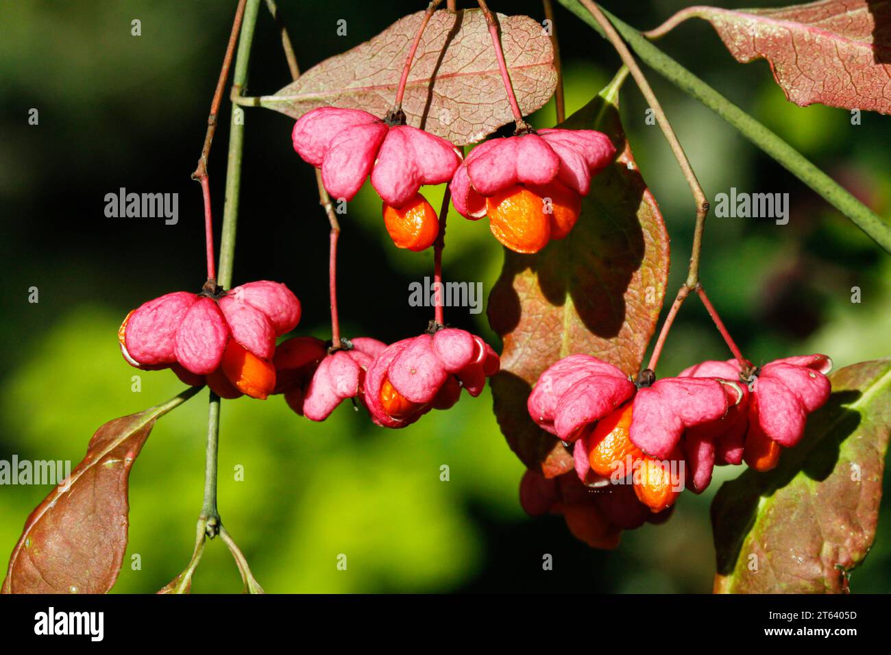 European spindle (Euonymus europea), berries of a shrub growing in the ...