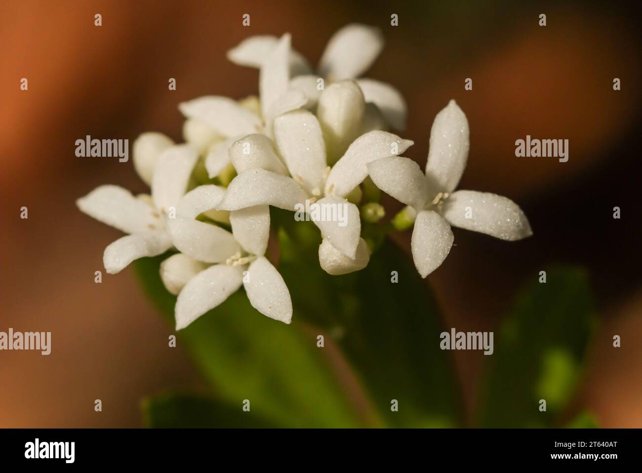Sweet woodruff (Galium odoratum) flowering in the beech forest Stock ...