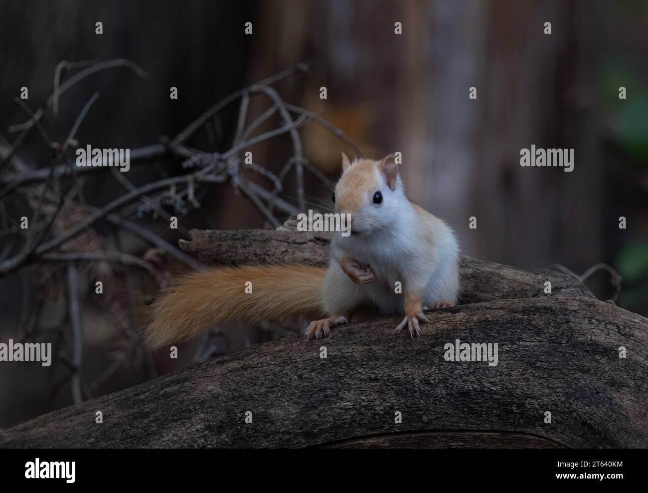 Leucistic animals hi-res stock photography and images - Alamy