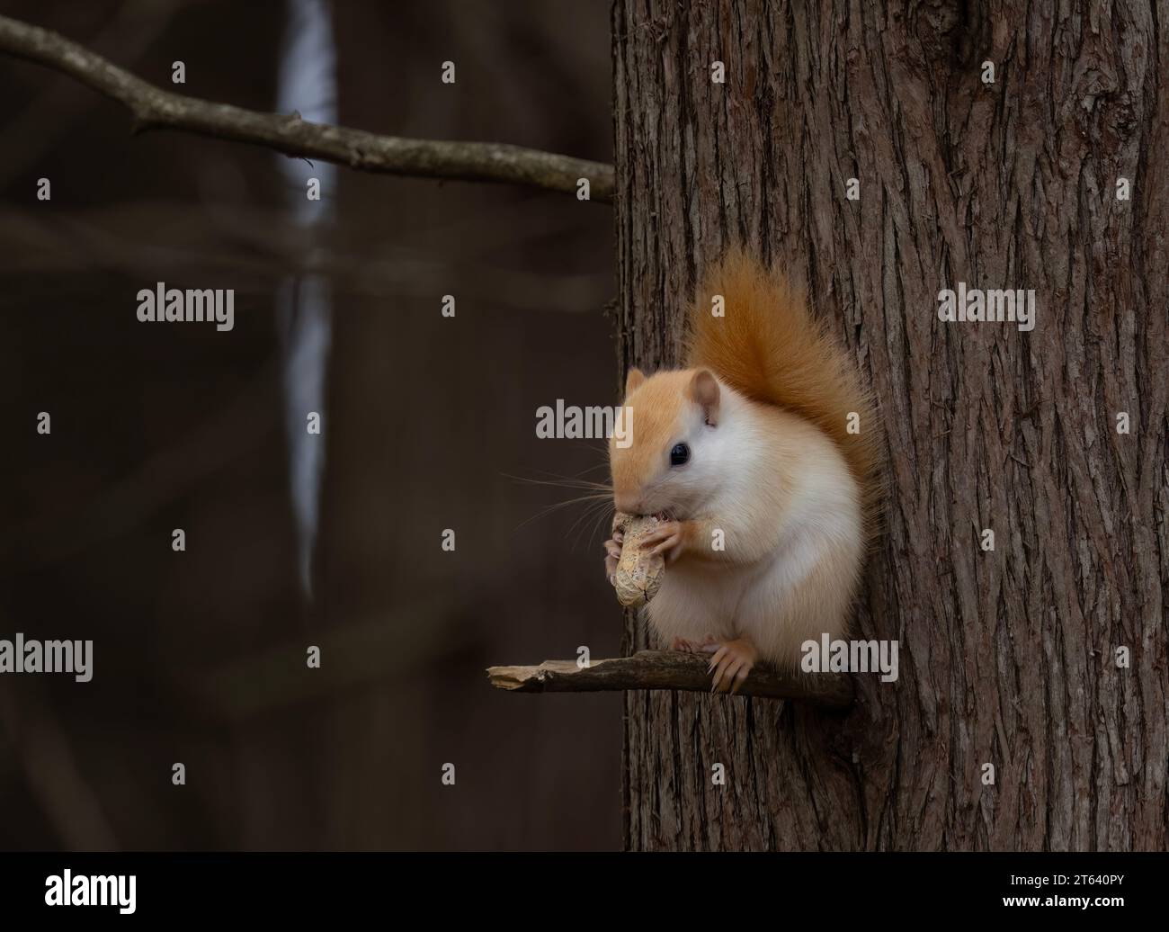 White squirrel (leucistic red squirrel) sitting on a branch eating in ...