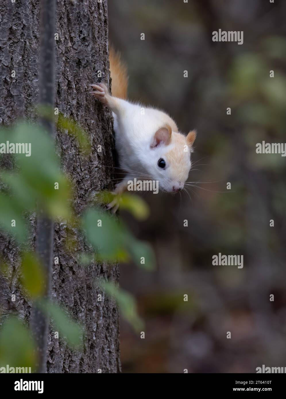 White squirrel (leucistic red squirrel) in the autumn forest in Canada ...