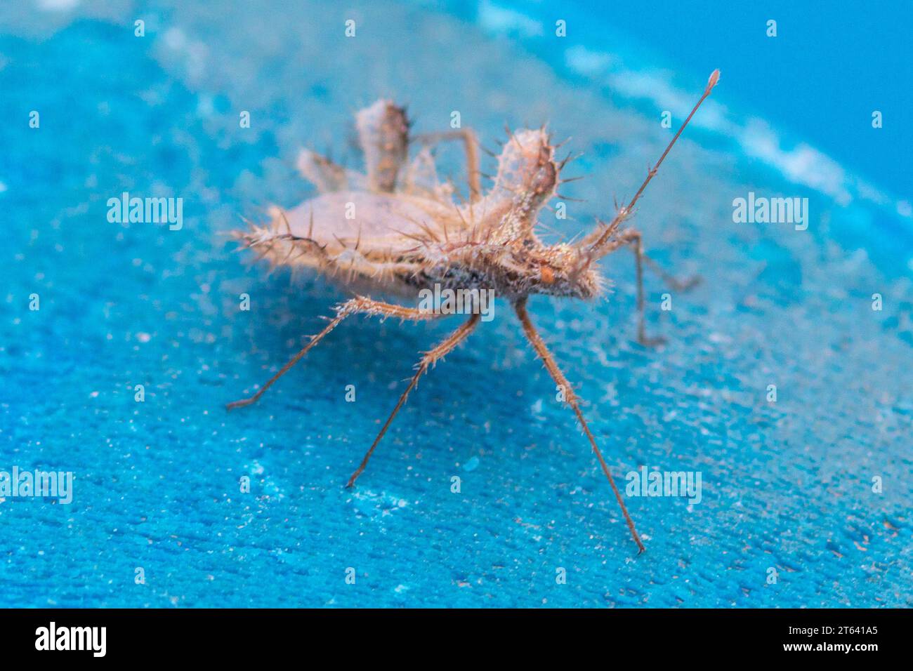Golden bugs hi-res stock photography and images - Alamy