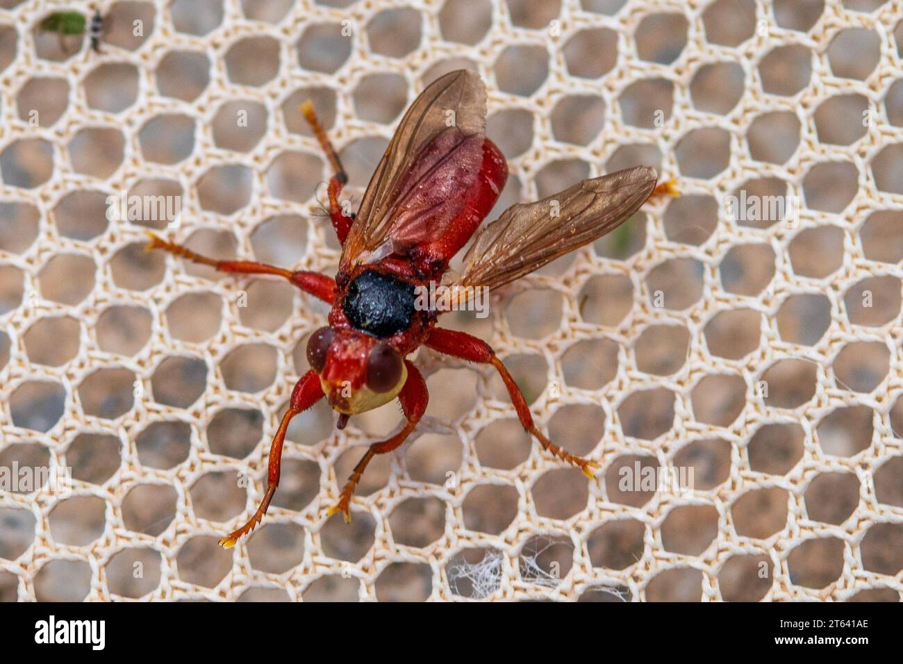 Diptera schizophora hi-res stock photography and images - Alamy