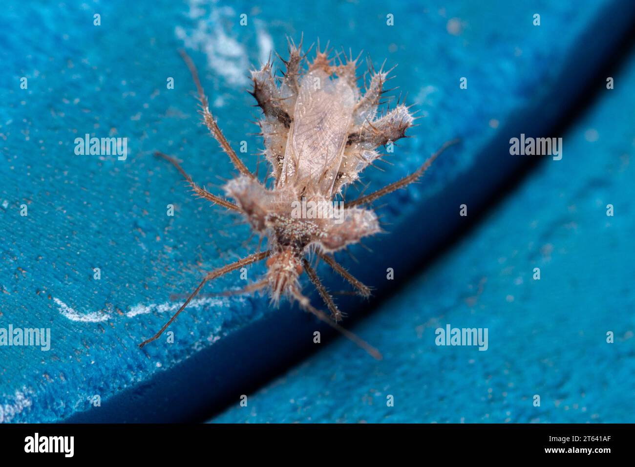 Golden bugs hi-res stock photography and images - Alamy