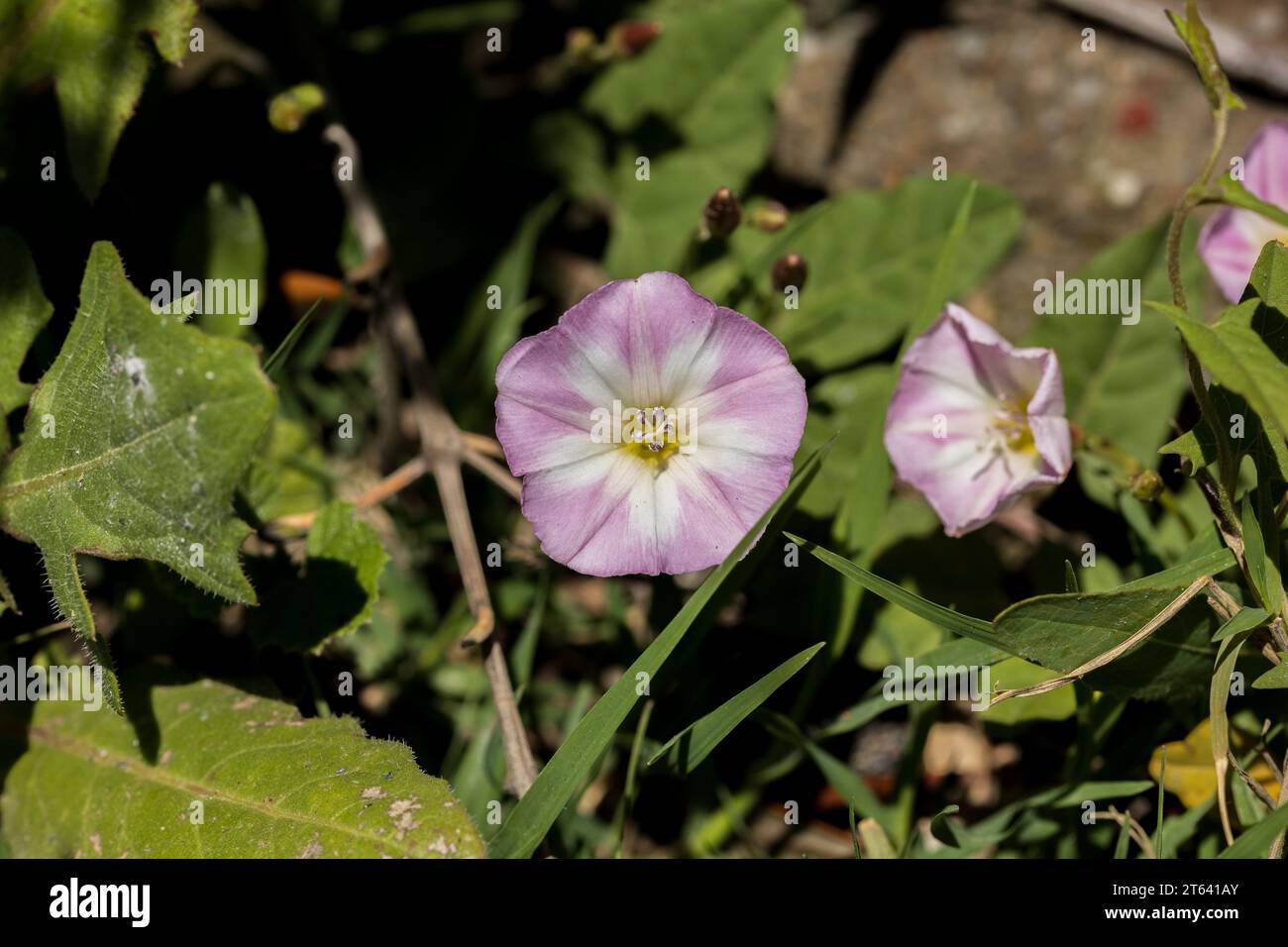 Lesser field bindweed hi-res stock photography and images - Alamy