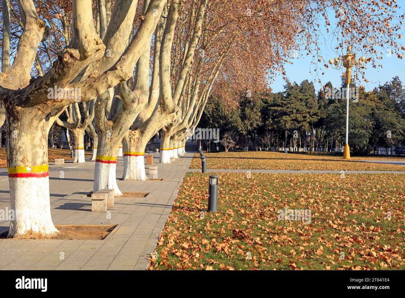 Chinar park hi-res stock photography and images - Alamy