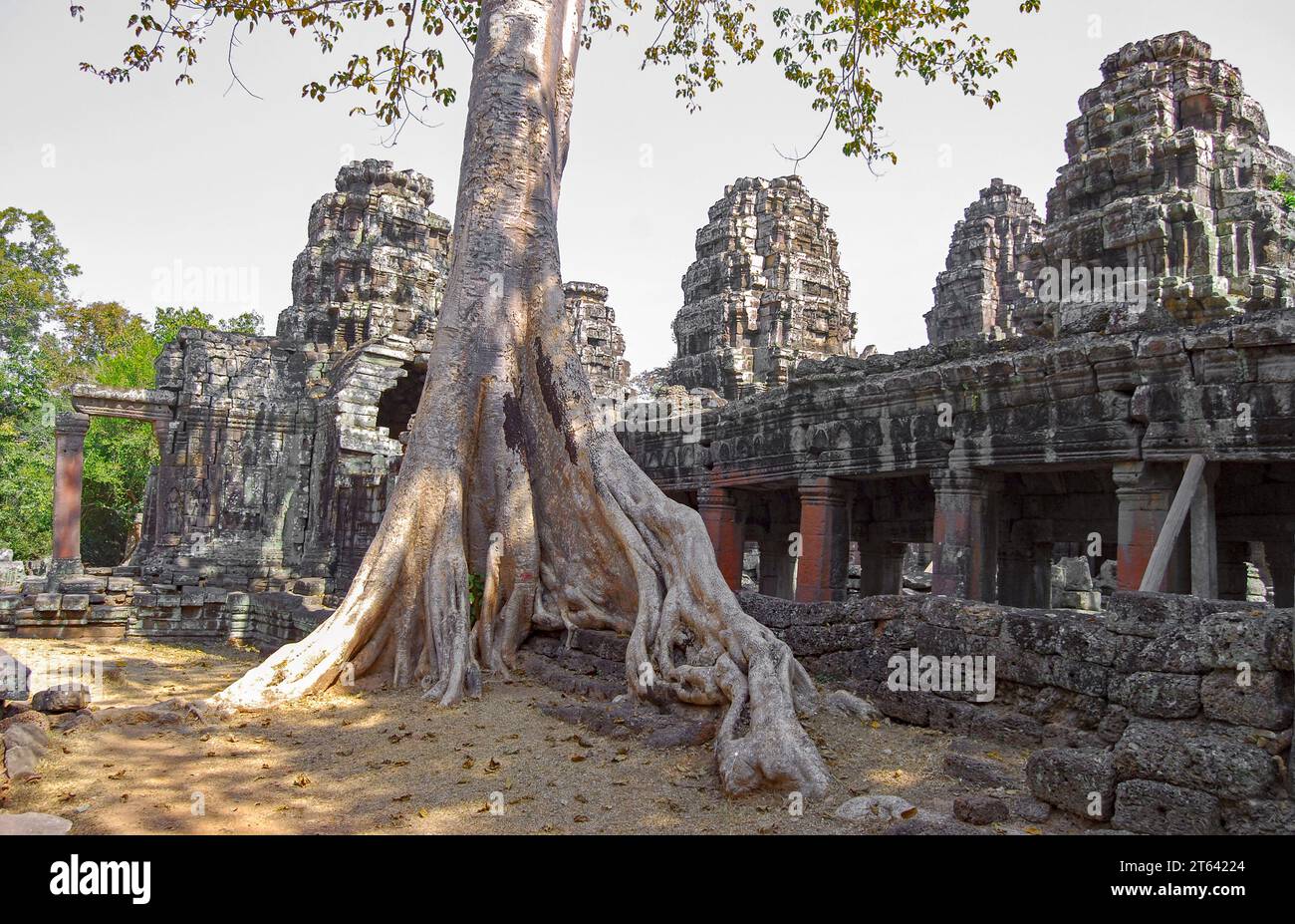 Big banyan tree of the temple tree Ta Prohm. Angkor Thom. Cambodia ...