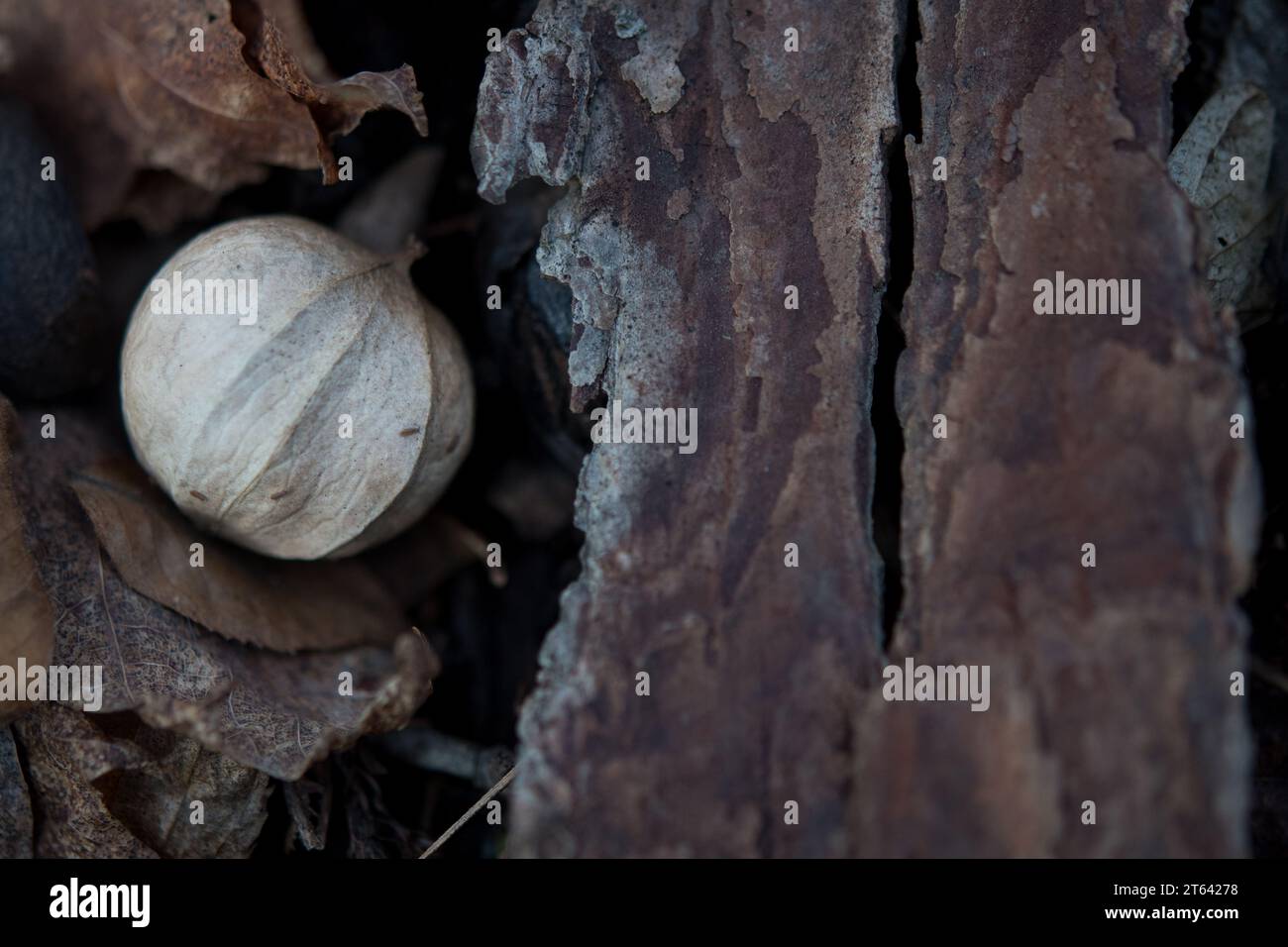Tree nut laying on the forest floor Stock Photo - Alamy