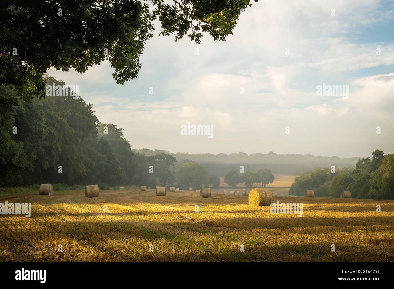 Mist field norfolk england hi-res stock photography and images - Alamy