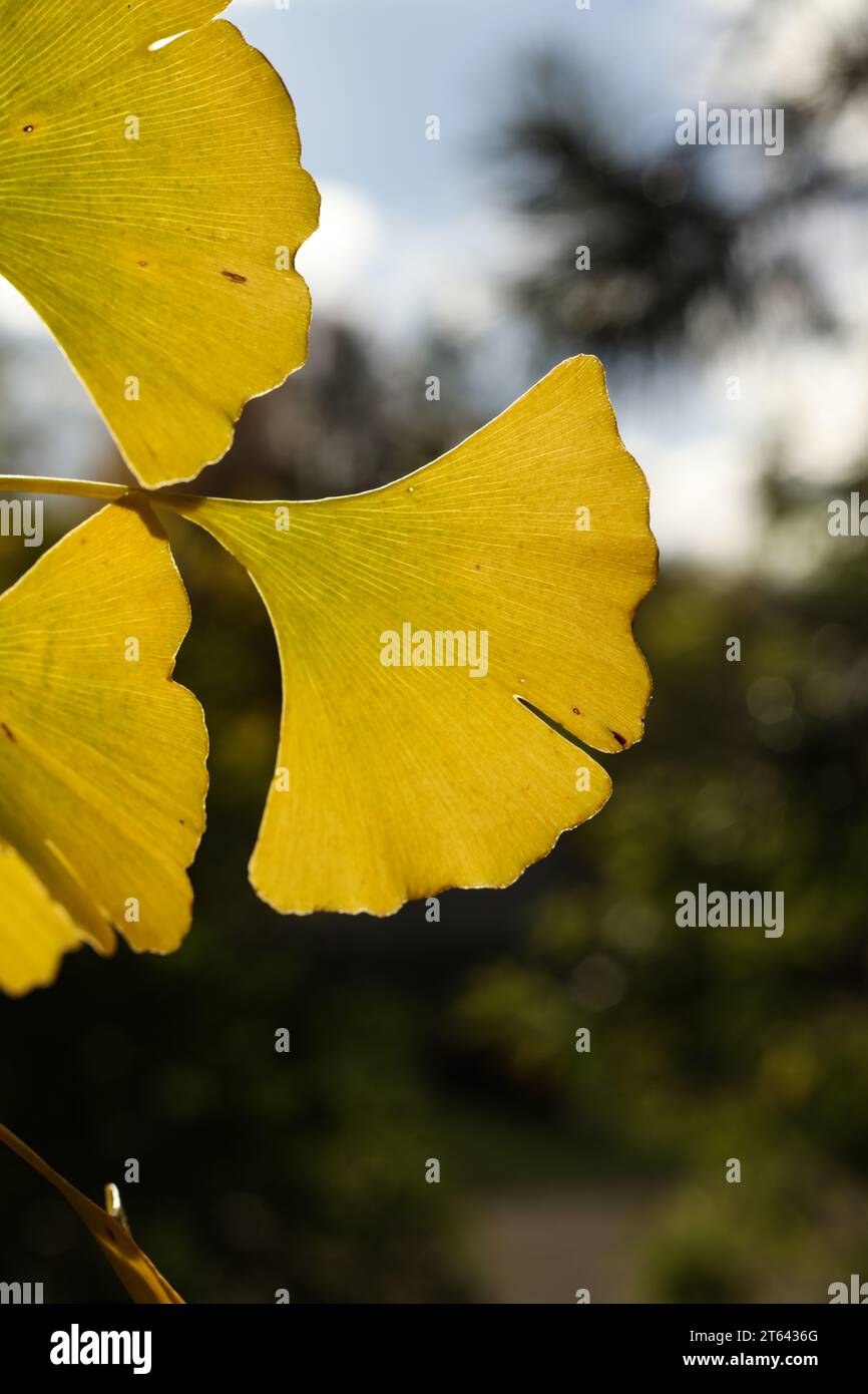 Ginkgo biloba, commonly known as ginkgo or gingko, also known as the ...