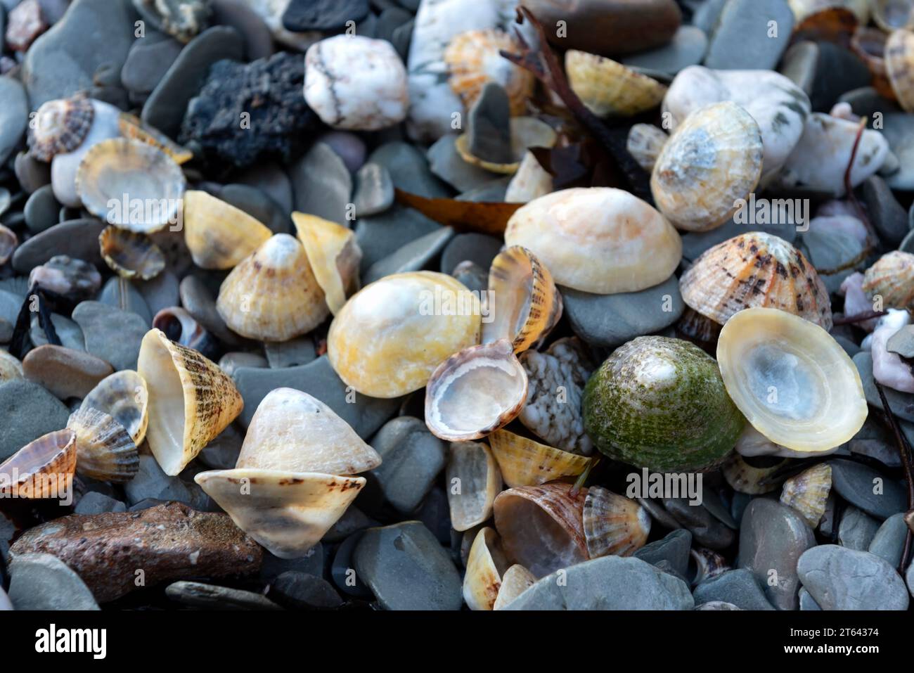 Limpet shells of different colours and sizes on pebble beach Stock ...