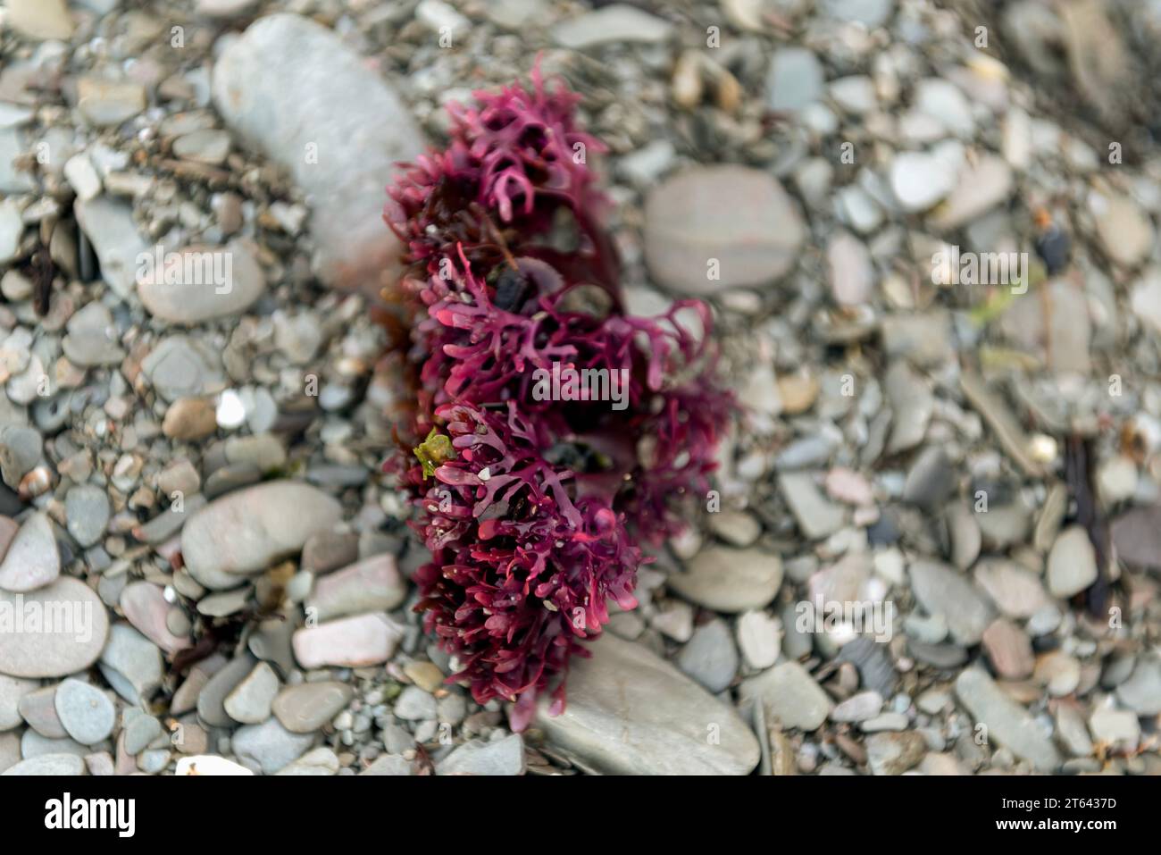 Known as the red sea hi-res stock photography and images - Alamy