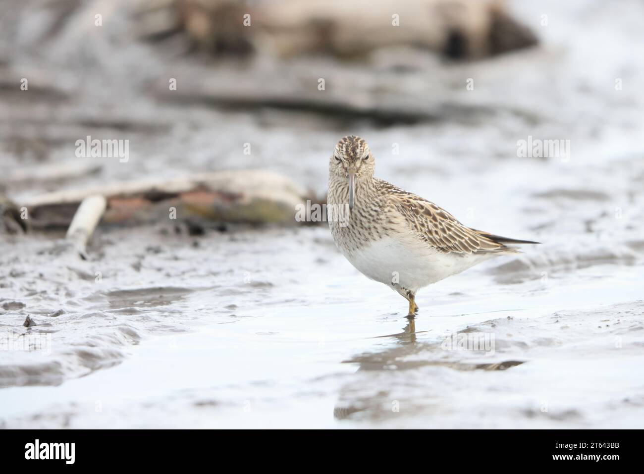 The pectoral sandpiper (Calidris melanotos) is a small, migratory wader ...