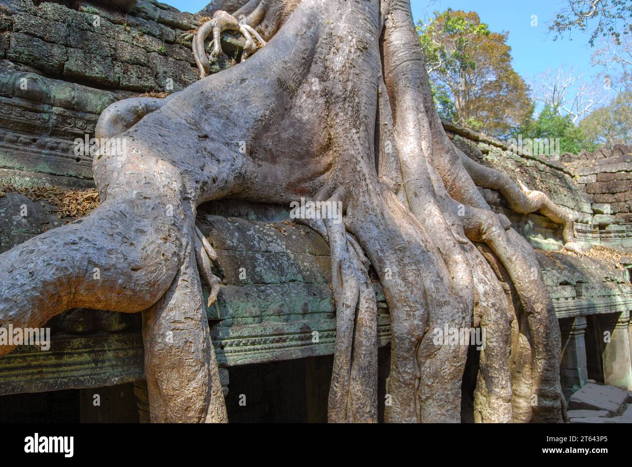 Khmer tree hi-res stock photography and images - Alamy