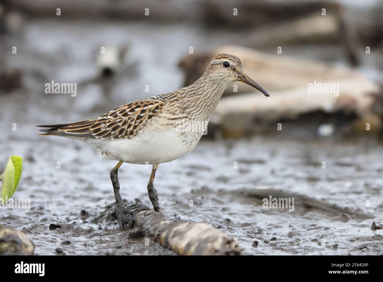 The pectoral sandpiper (Calidris melanotos) is a small, migratory wader ...