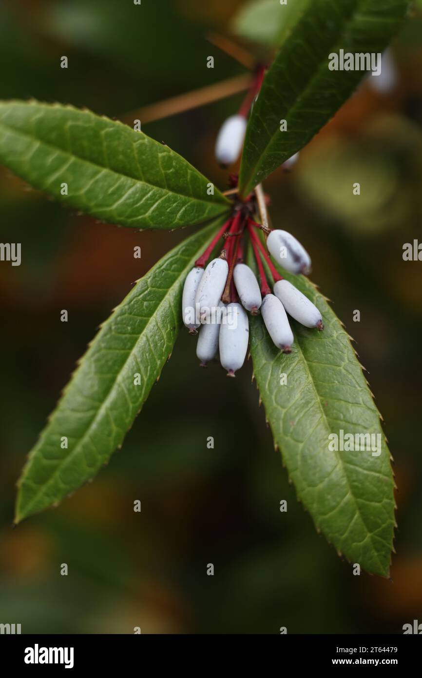 a macro of autumn Berberis julianae, the wintergreen barberry or ...