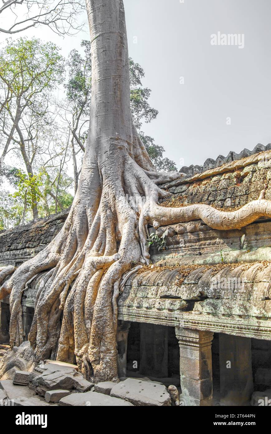 Big root of the temple tree Ta Prohm. Angkor Thom. Cambodia Stock Photo ...