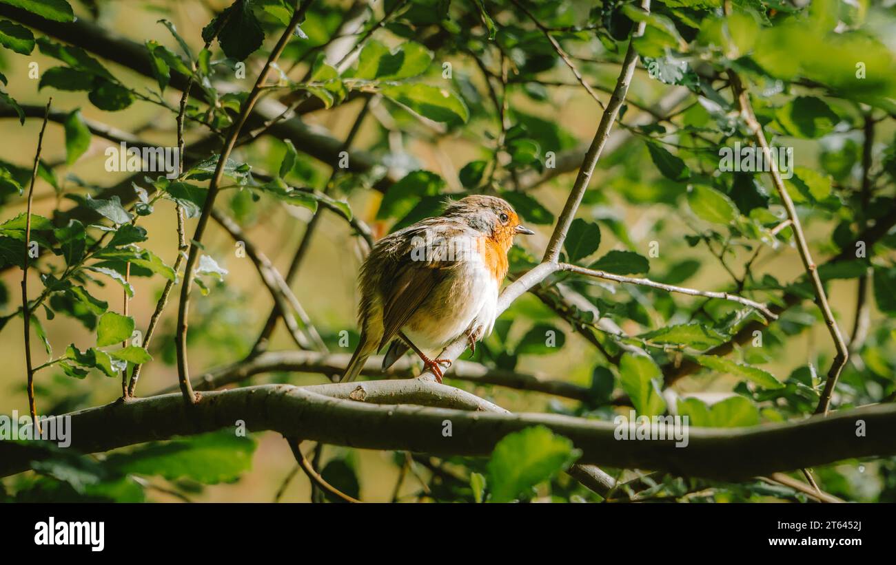 British wild robin hi-res stock photography and images - Alamy
