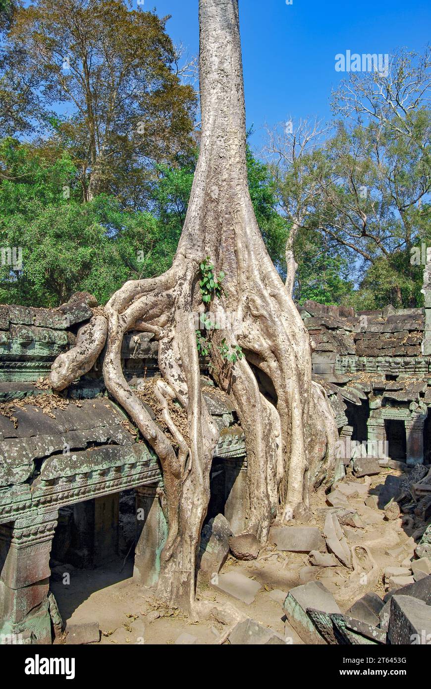 Big root of the temple tree Ta Prohm. Angkor Thom. Cambodia Stock Photo ...