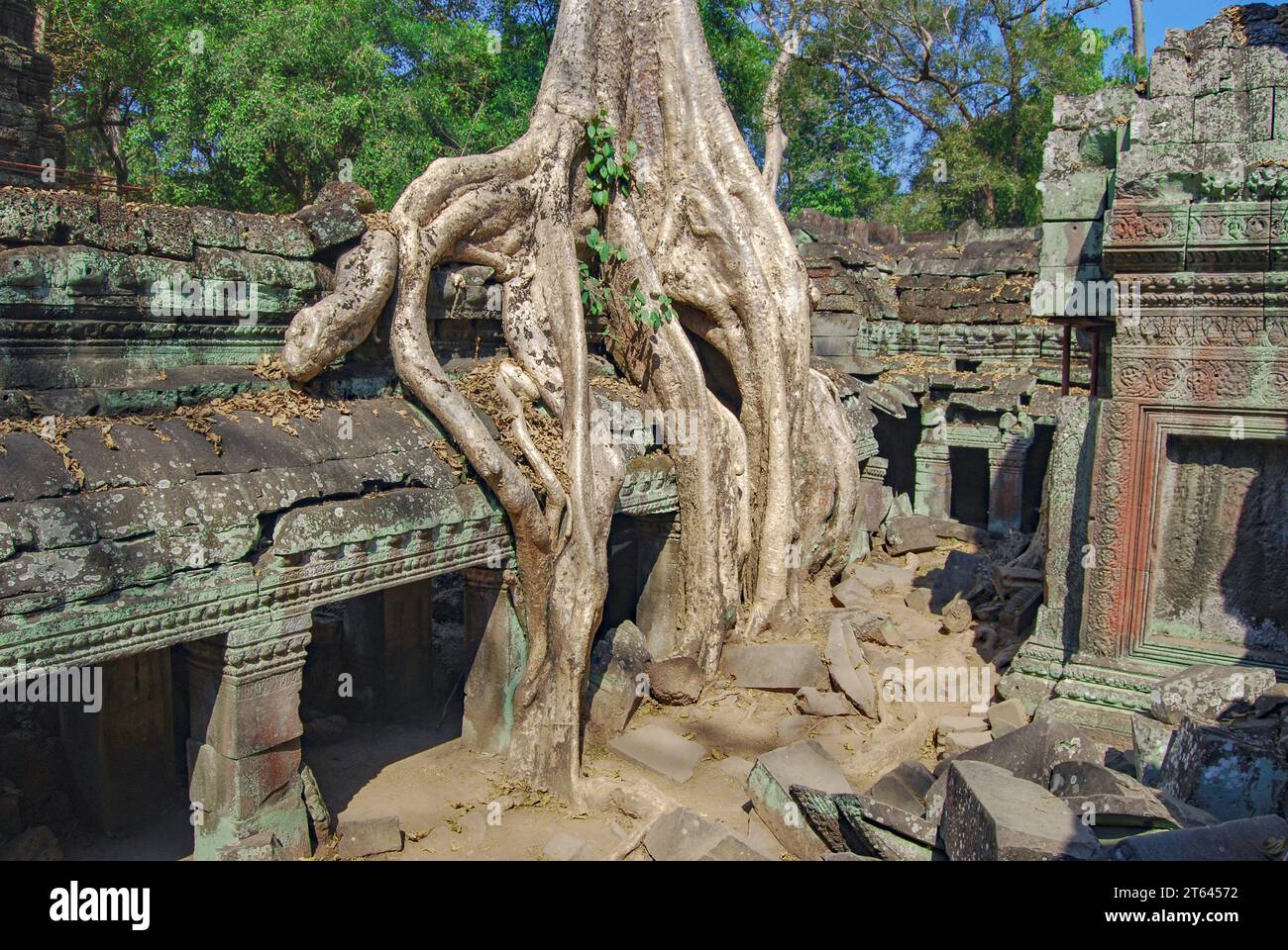 Big root of the temple tree Ta Prohm. Angkor Thom. Cambodia Stock Photo ...