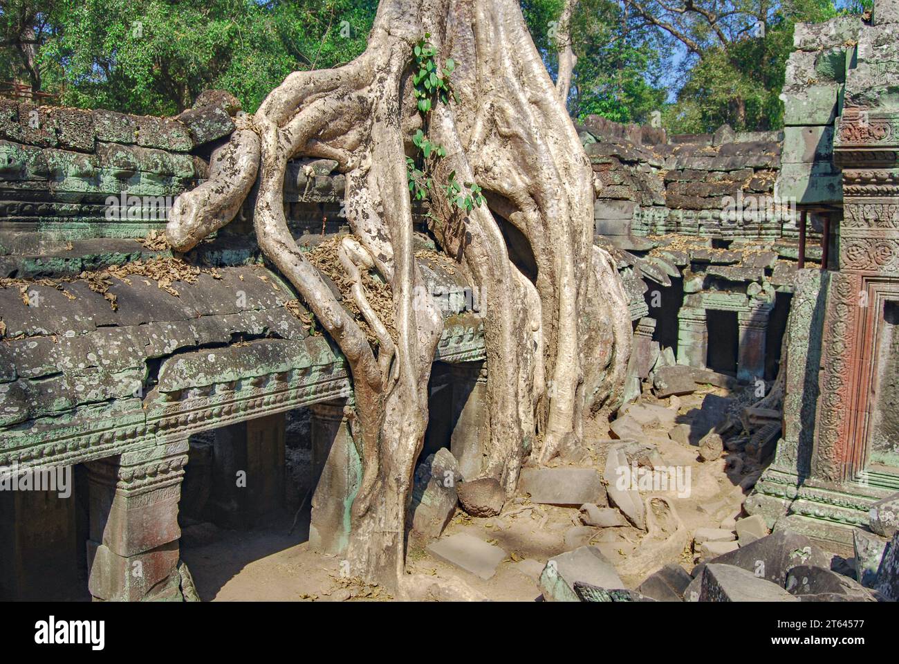 Big root of the temple tree Ta Prohm. Angkor Thom. Cambodia Stock Photo ...