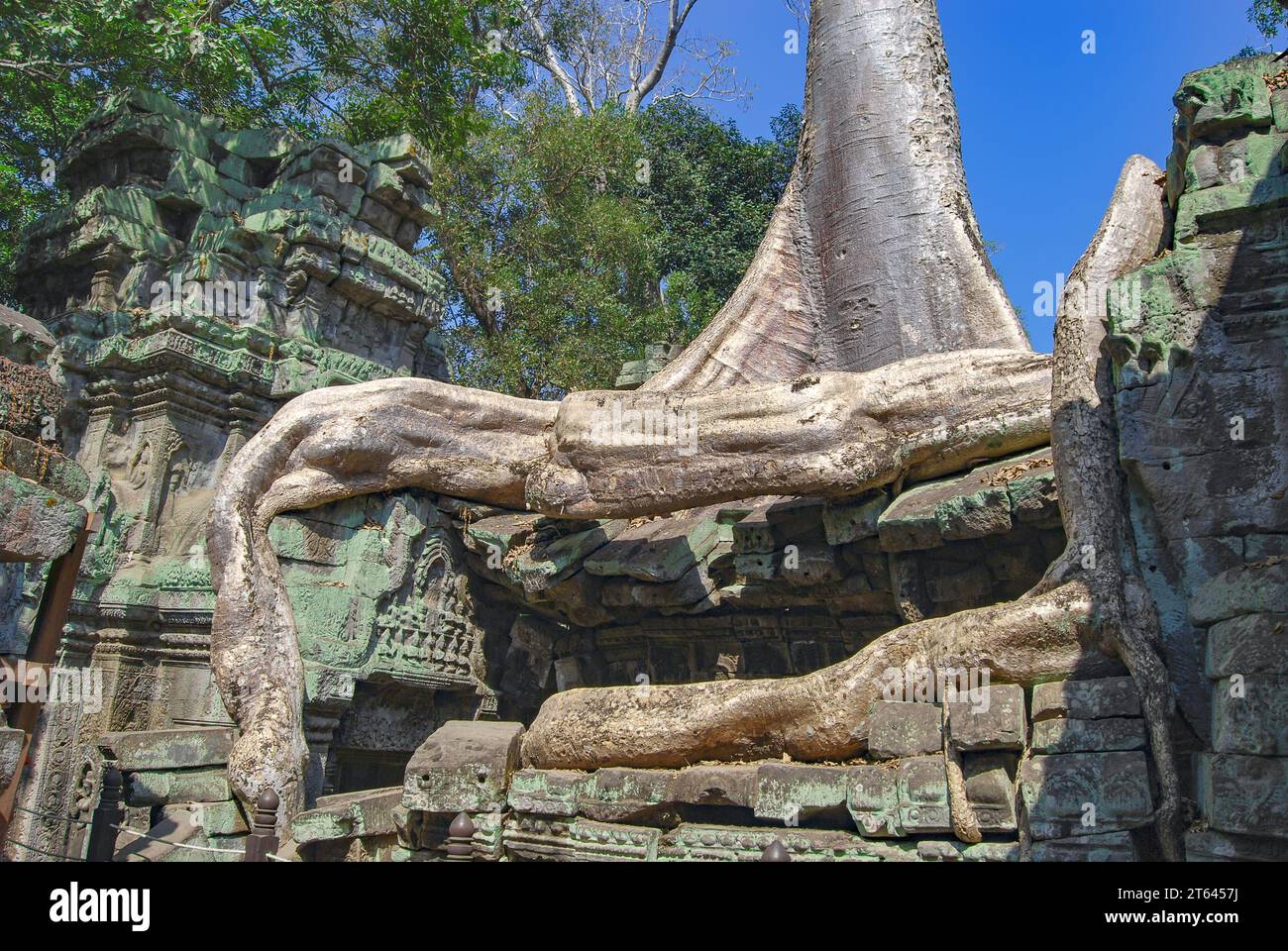 Big root of the temple tree Ta Prohm. Angkor Thom. Cambodia Stock Photo ...