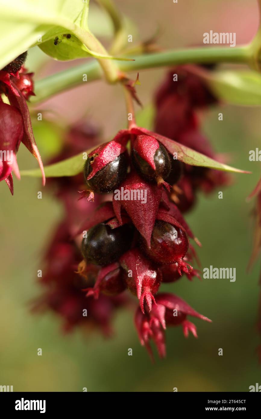 Leycesteria formosa, the pheasant berry, himalyan honeysuckle blossom ...