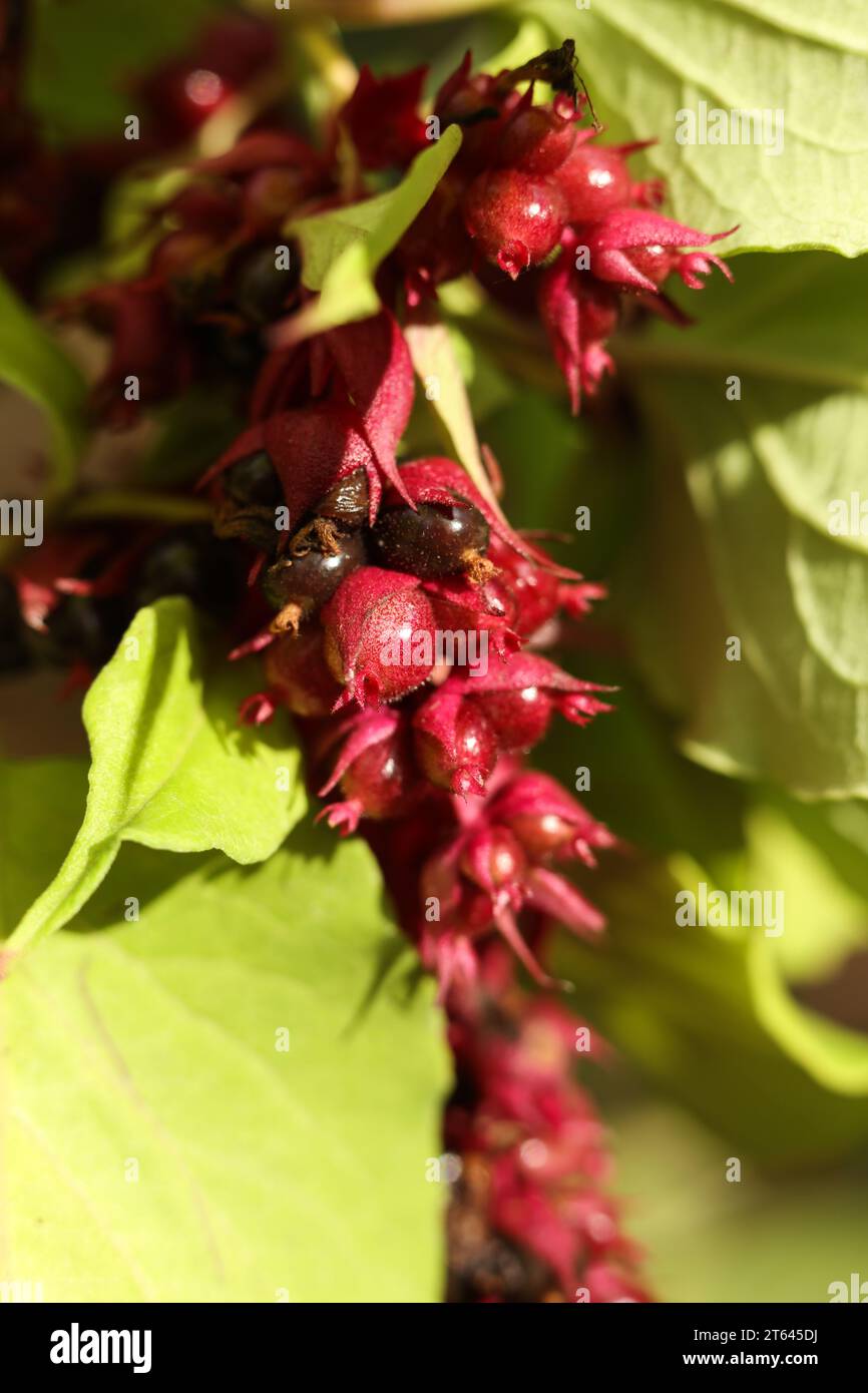 Leycesteria formosa, the pheasant berry, himalyan honeysuckle blossom ...