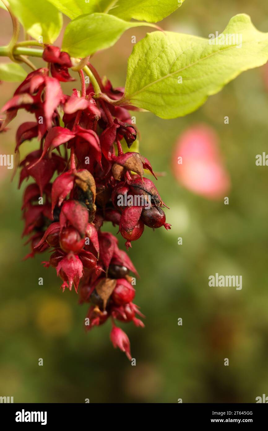 Leycesteria formosa, the pheasant berry, himalyan honeysuckle blossom ...