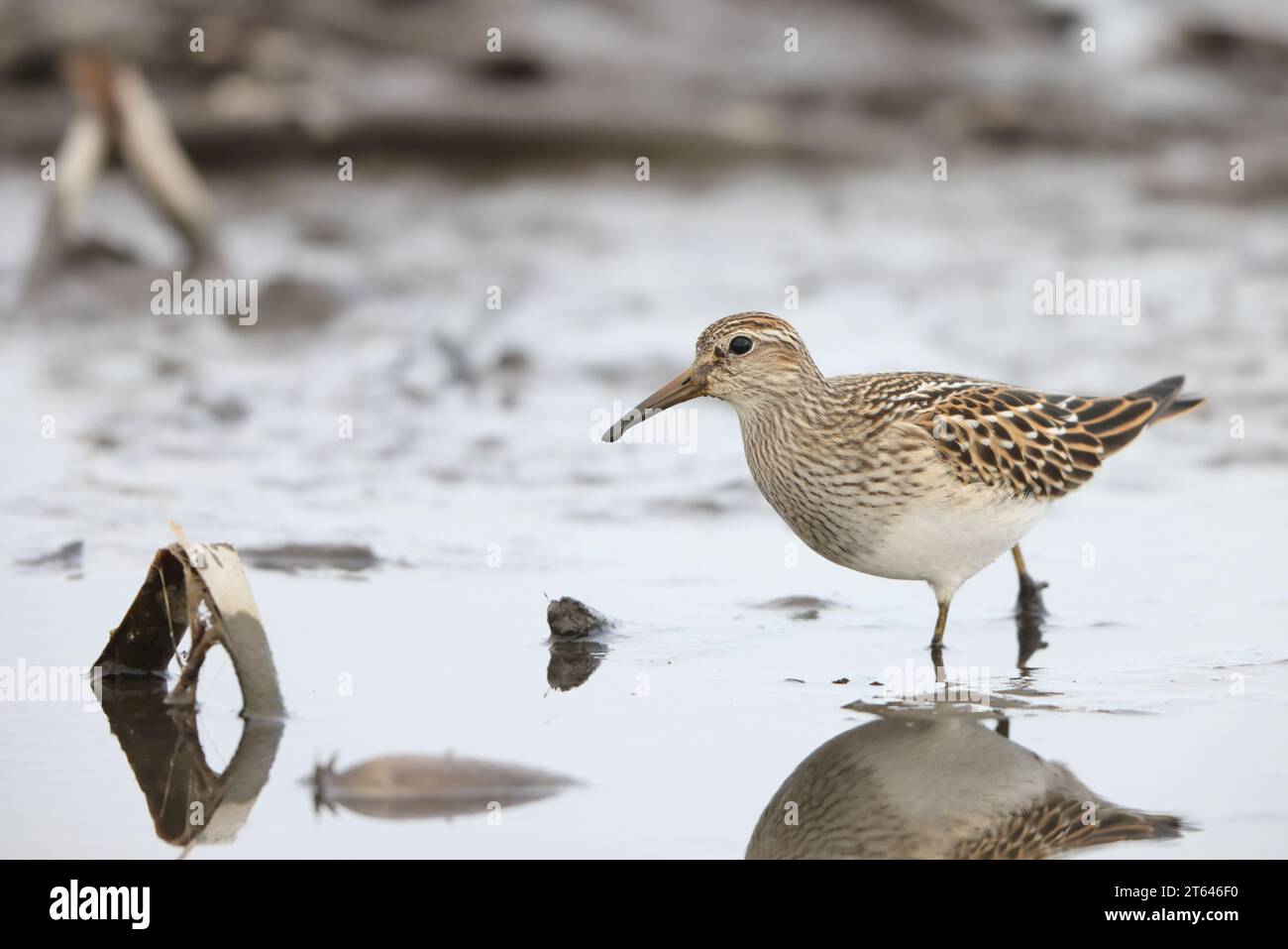 The pectoral sandpiper (Calidris melanotos) is a small, migratory wader ...