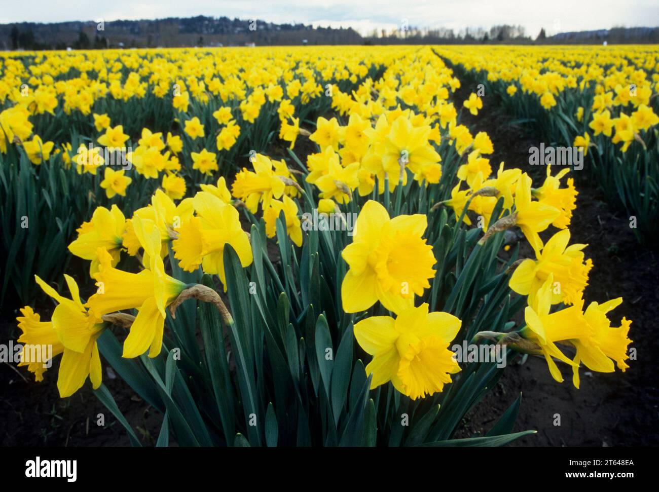Daffodil field, Pierce County, Washington Stock Photo - Alamy