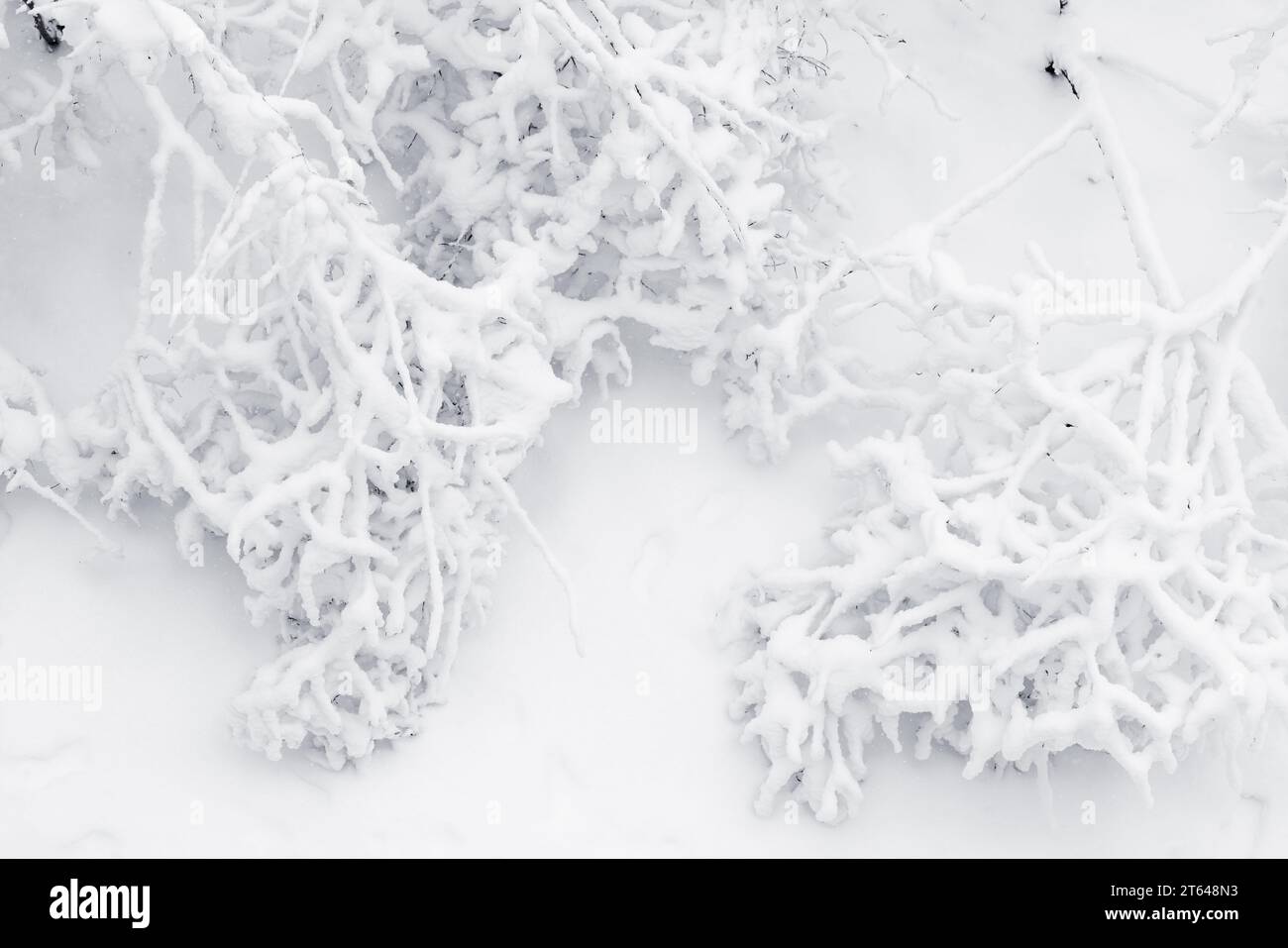 Bush branches covered with show, top view. Winter nature background ...