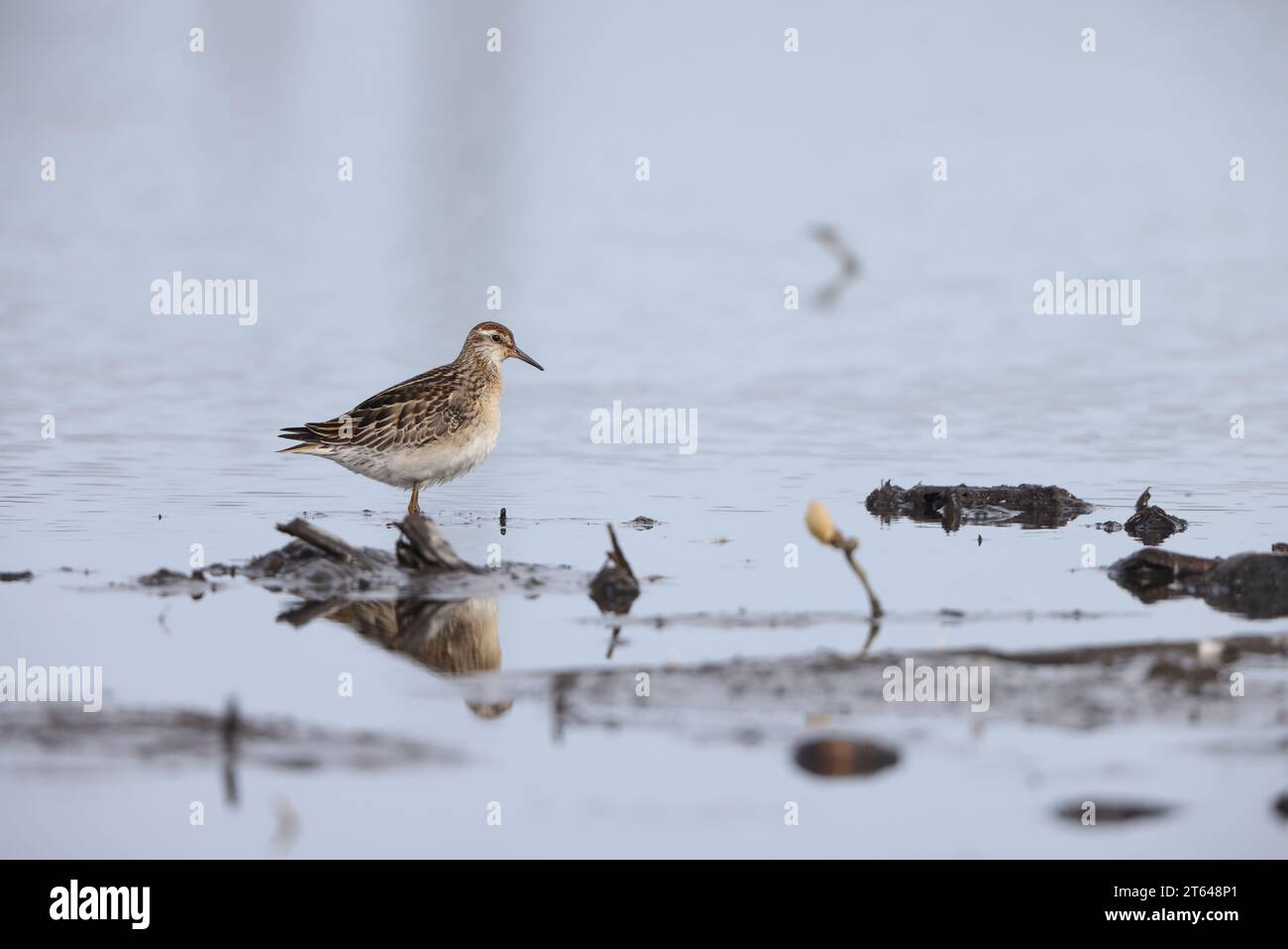 Sharp tailed sandpipe hi-res stock photography and images - Alamy