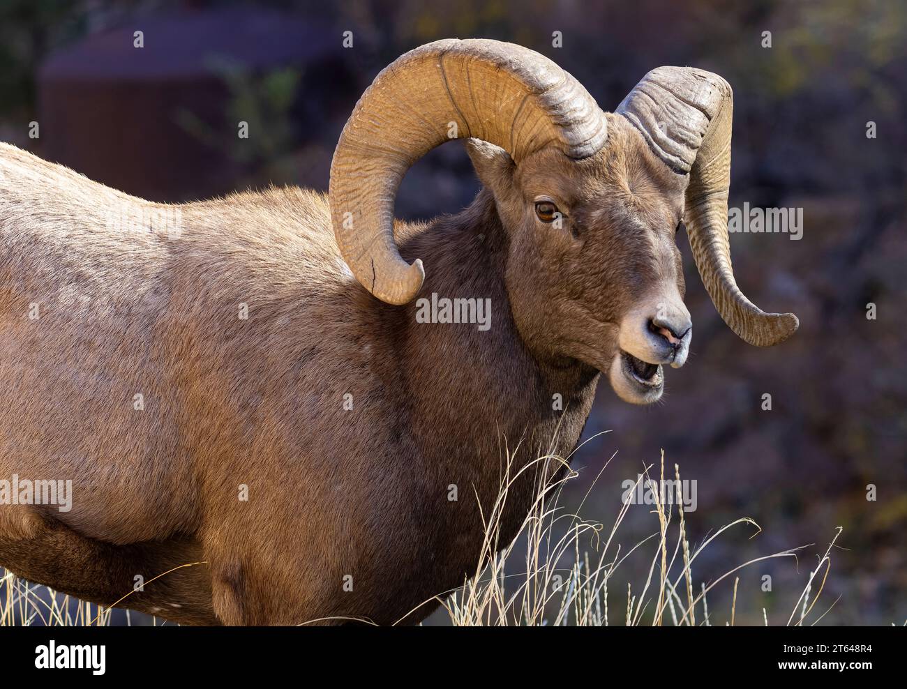 Bighorn Rams in Rut Season Stock Photo - Alamy