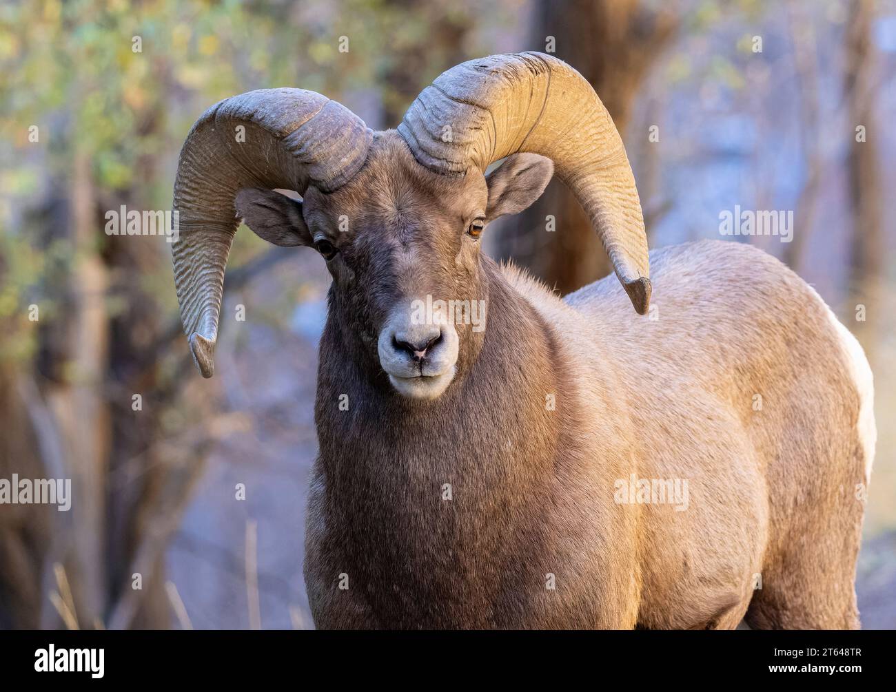 Bighorn Rams in Rut Season Stock Photo - Alamy