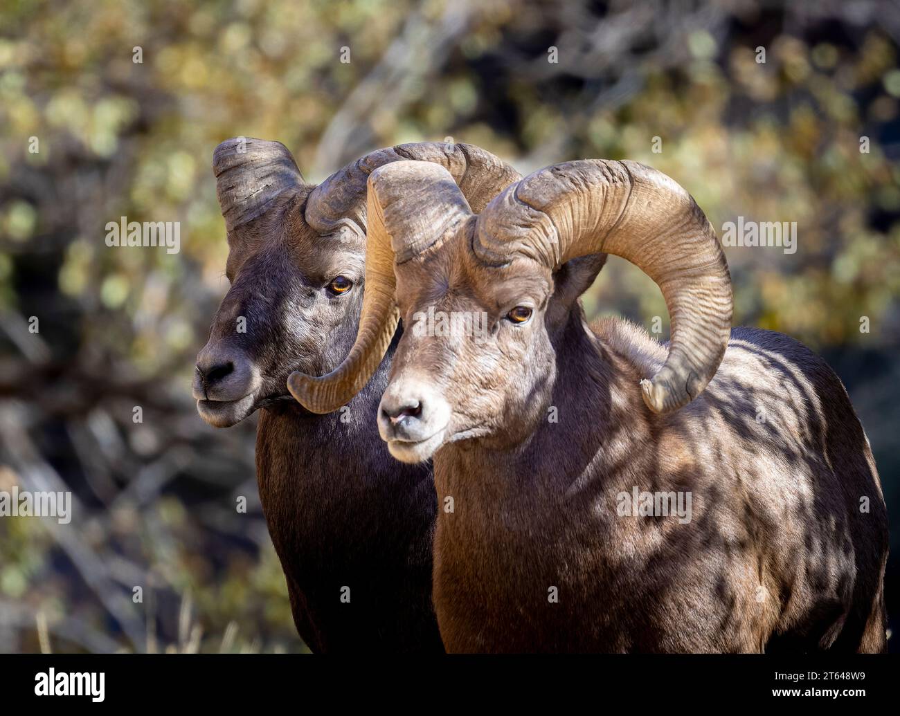 Rams in rut hi-res stock photography and images - Alamy