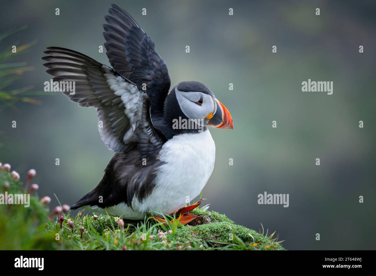 Puffin flapping it's wings Stock Photo - Alamy