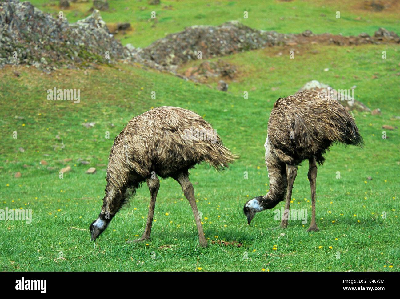 Emu, Columbia River Gorge National Scenic Area, Washington Stock Photo ...