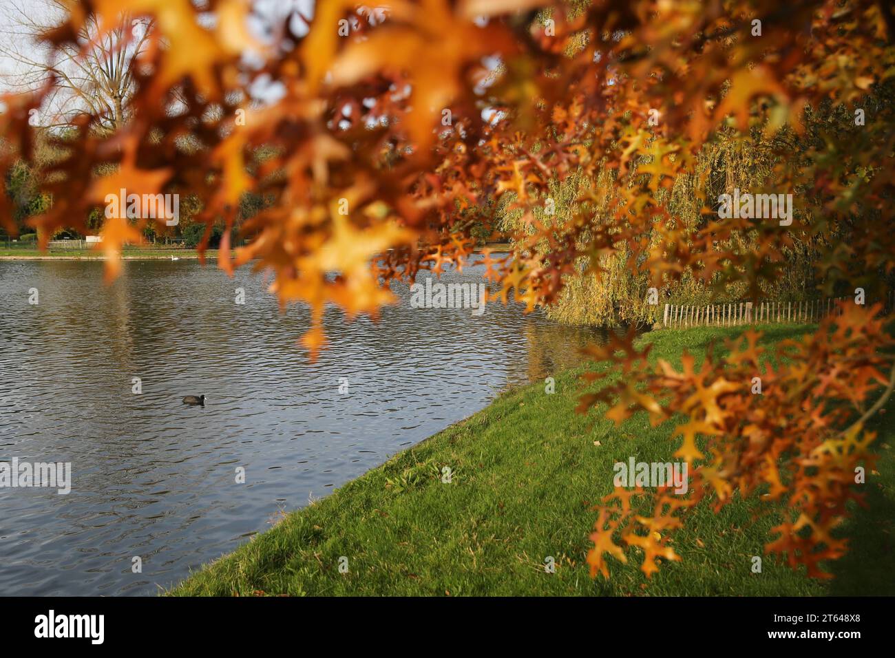 Brussels, Belgium. 8th Nov, 2023. This photo shows the autumn scenery ...