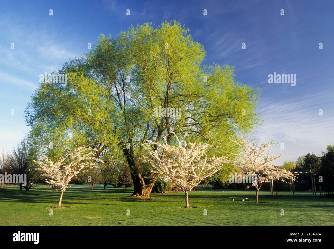 Willow with fruit trees in bloom, Yakima Arboretum & Botanical Garden ...