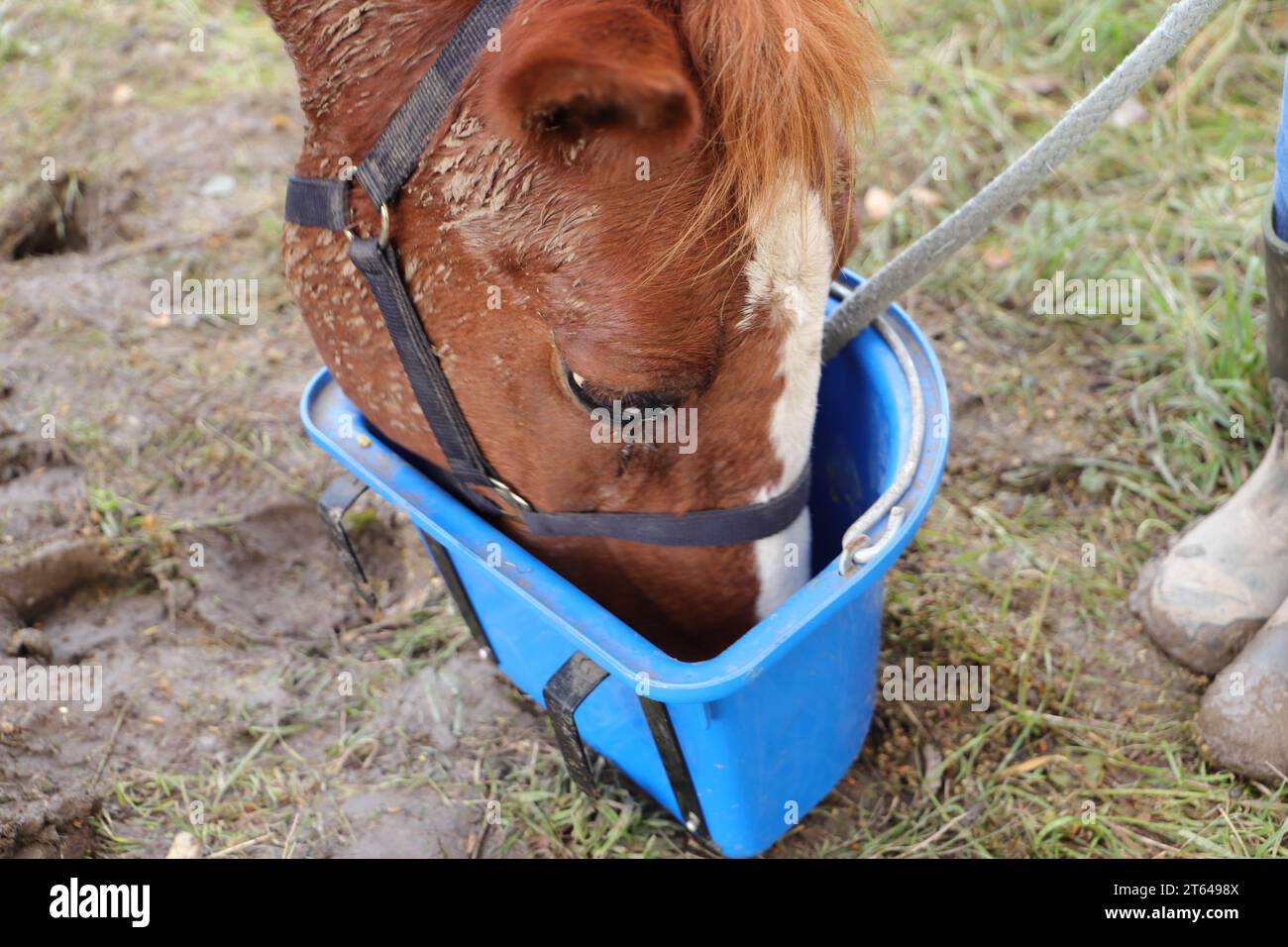 a horse gets food from a blue bucket Stock Photo - Alamy