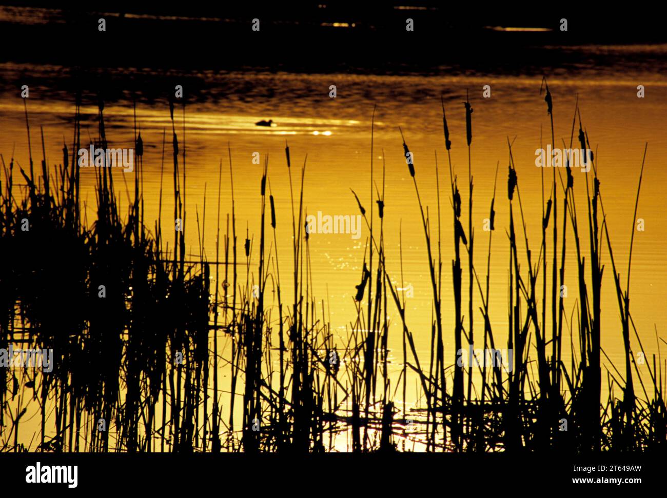 Stan Coffin Lake sunrise with cattails, Quincy Wildlife Area ...