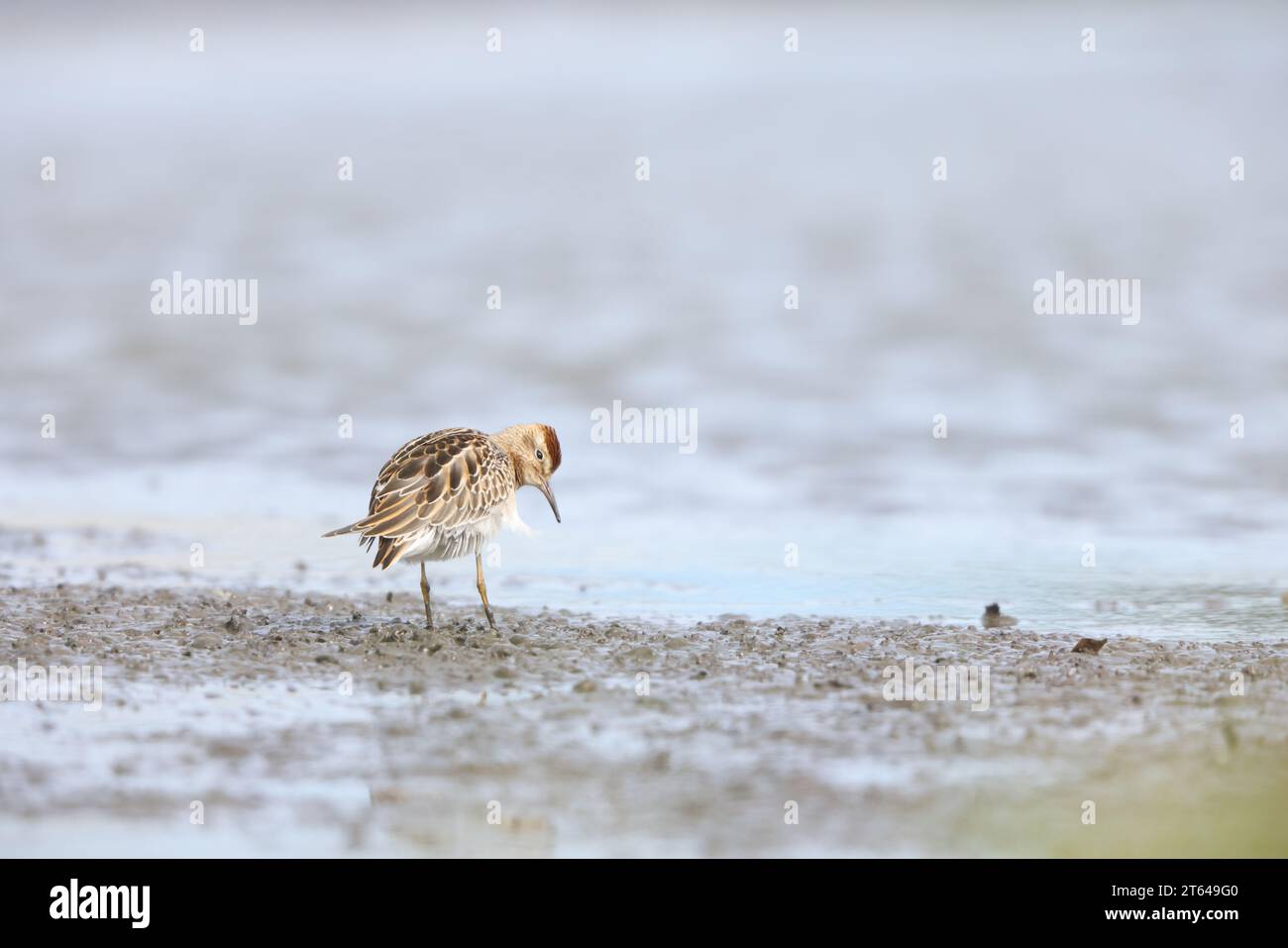 The sharp-tailed sandpiper (Calidris acuminata) is a small-medium ...