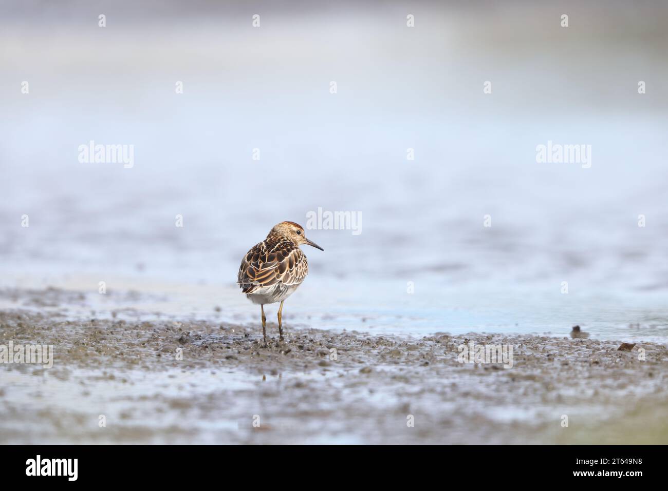 The sharp-tailed sandpiper (Calidris acuminata) is a small-medium ...