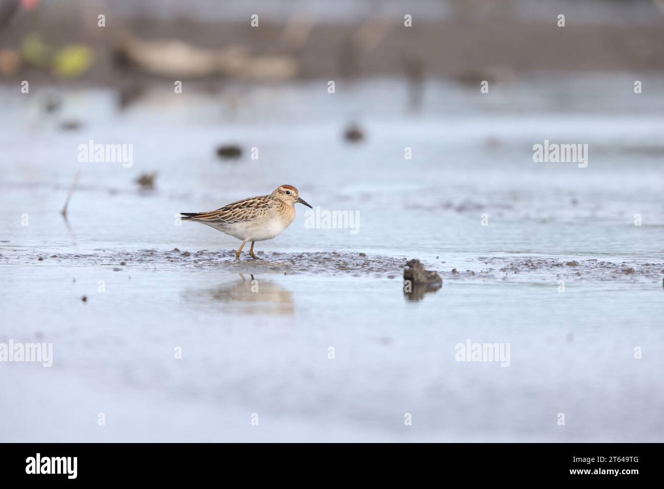 The sharp-tailed sandpiper (Calidris acuminata) is a small-medium ...