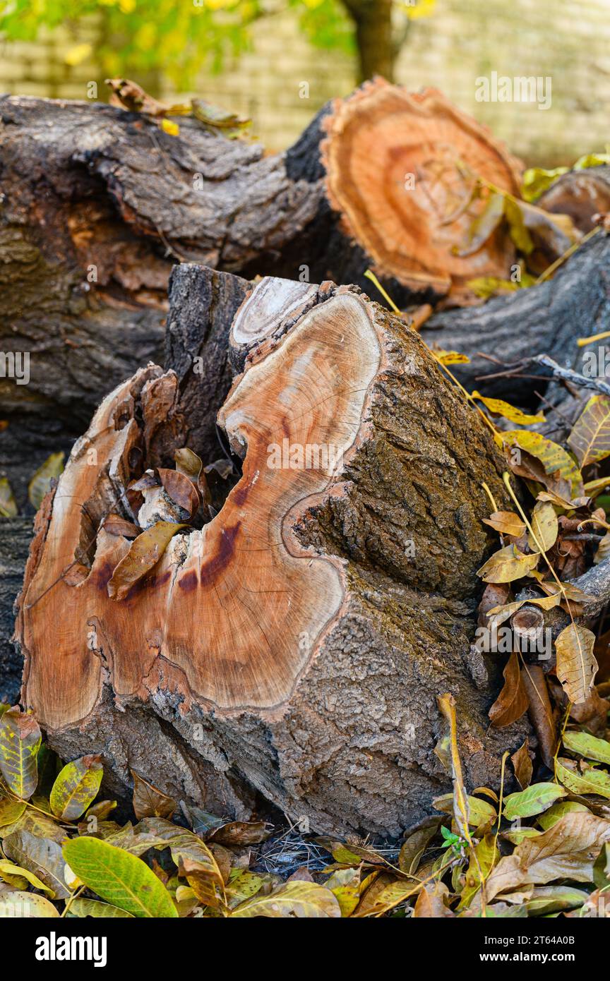 Pile of chopped firewood in the forest. Firewood background Stock Photo ...