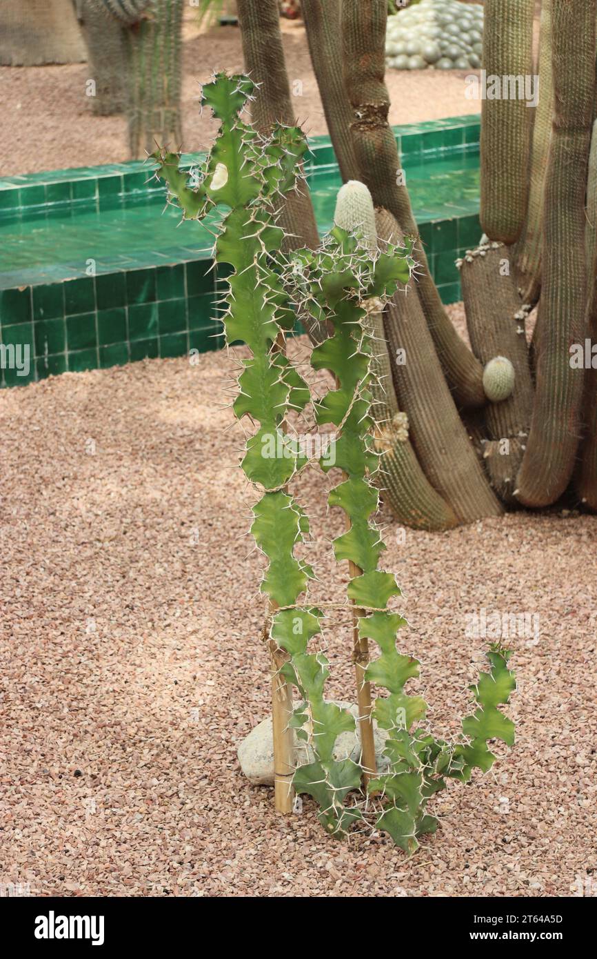 Spicky cactus hi-res stock photography and images - Alamy