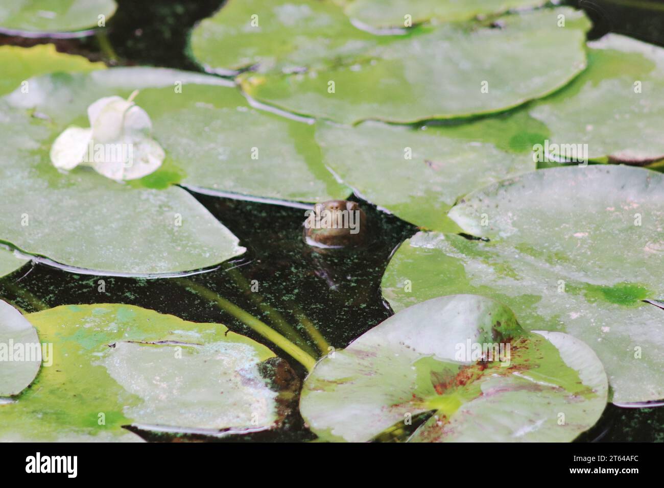 Sahara frog hi-res stock photography and images - Alamy