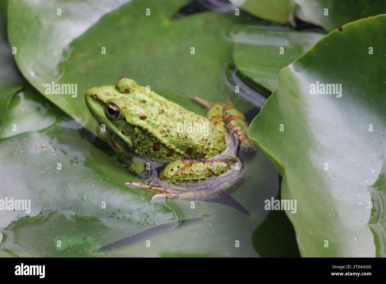the Edible frog in a oasis garden in Marrakesh Stock Photo - Alamy