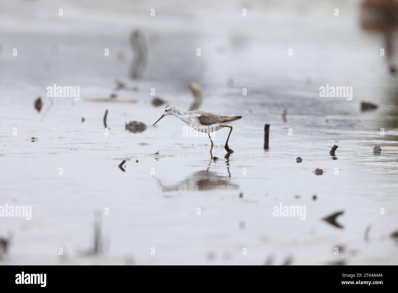 The marsh sandpiper (Tringa stagnatilis) is a small wader. It is a ...